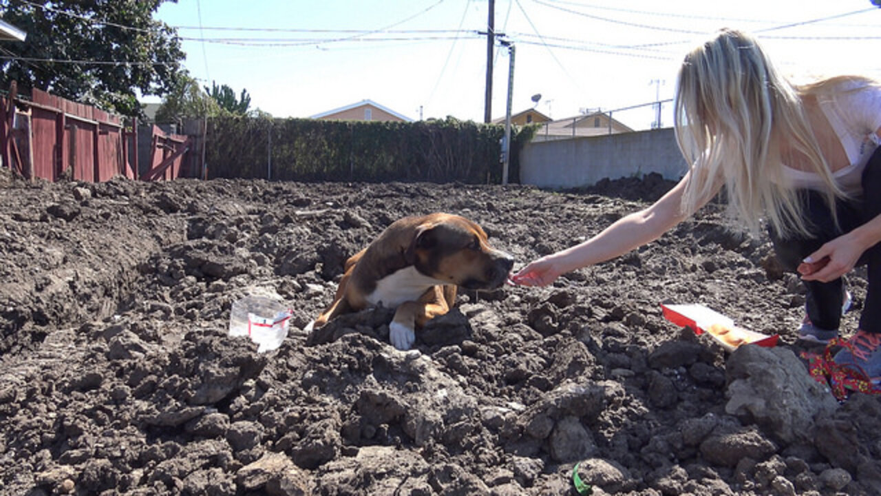 Homeless Dog Living On Construction Site Was Too Scared To Move - The Dodo