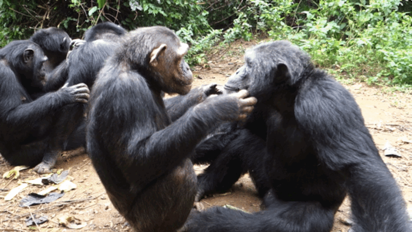 Bonded Chimps At Sanctuary Wait Until They're Together To Eat - The Dodo