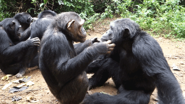 Bonded Chimps At Sanctuary Wait Until They're Together To Eat - The Dodo
