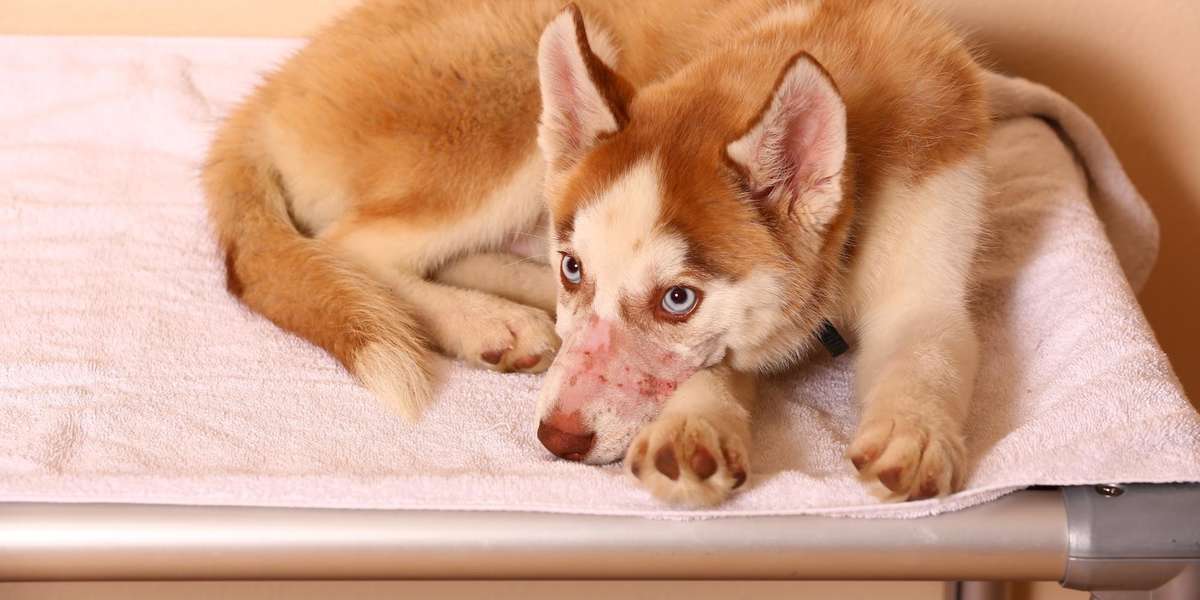 Dog Helps Kids Testify Against Abusers — Because He Knows Exactly What ...