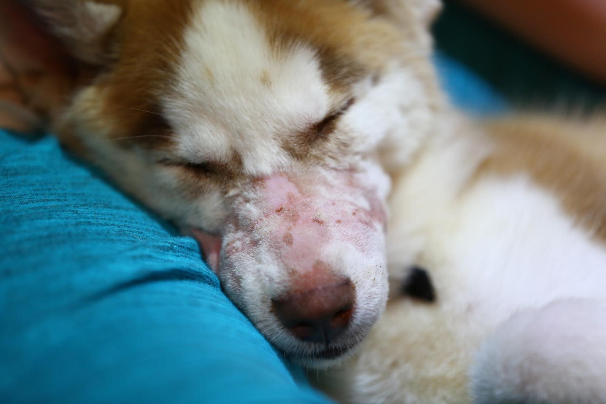 Dog Helps Kids Testify Against Abusers — Because He Knows Exactly What ...