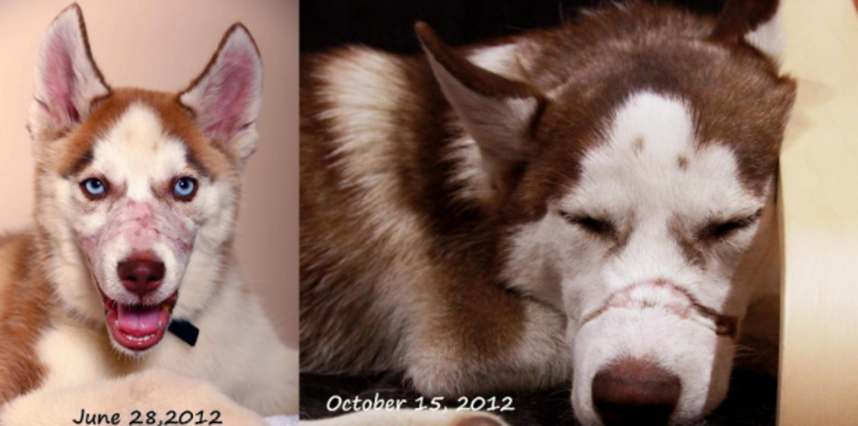 Dog Helps Kids Testify Against Abusers — Because He Knows Exactly What ...