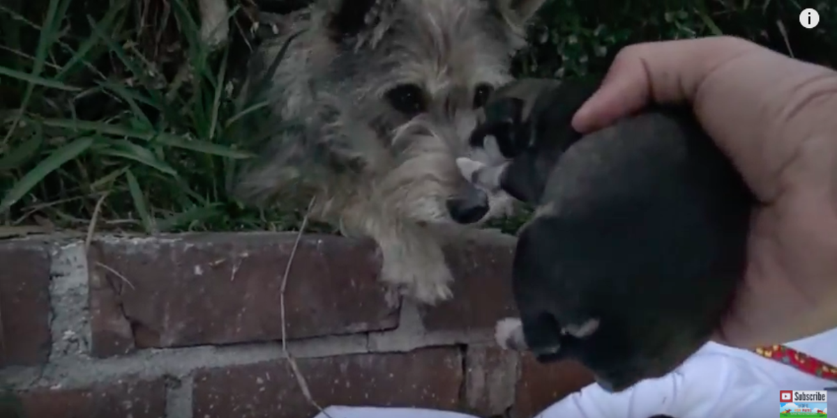 Homeless Dog Watches Rescuers Save Her Puppies One By One - The Dodo