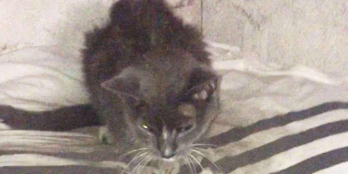 Cat Who Spent Her Whole Life In A Basement Is Finally Loved - Videos ...