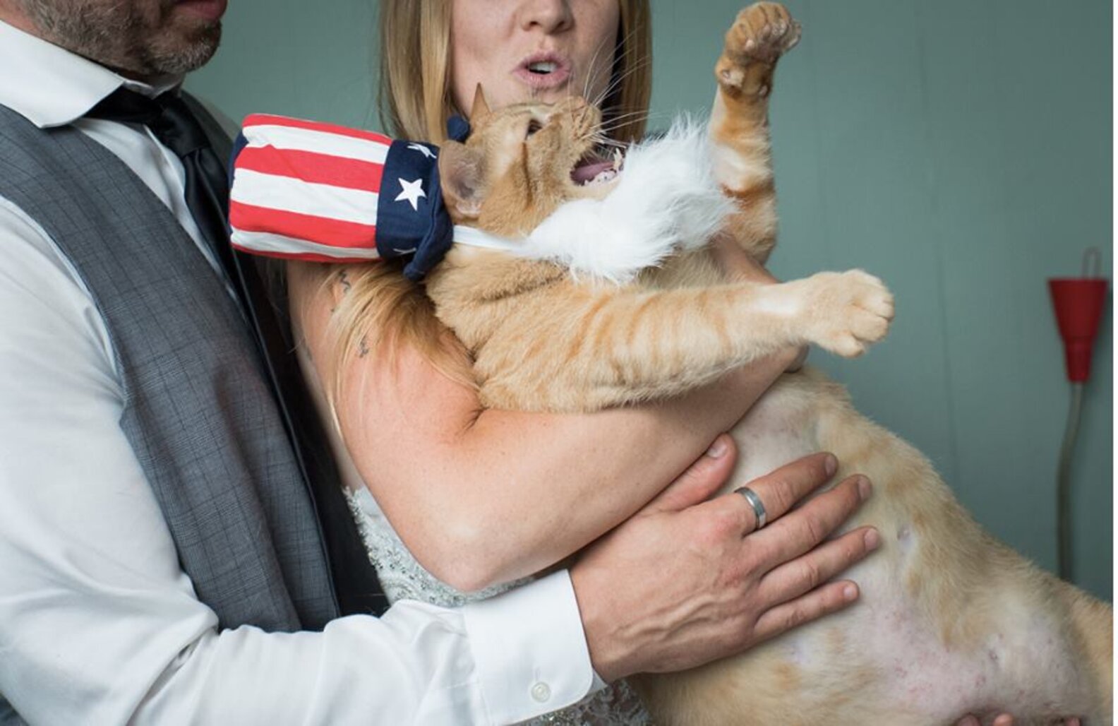Fat Cat Is The Star Of His New Parents’ Wedding Photos - The Dodo