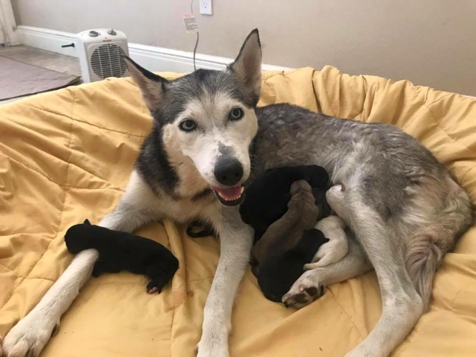 Husky In Labor Gets Emergency Ride Out of Shelter - The Dodo