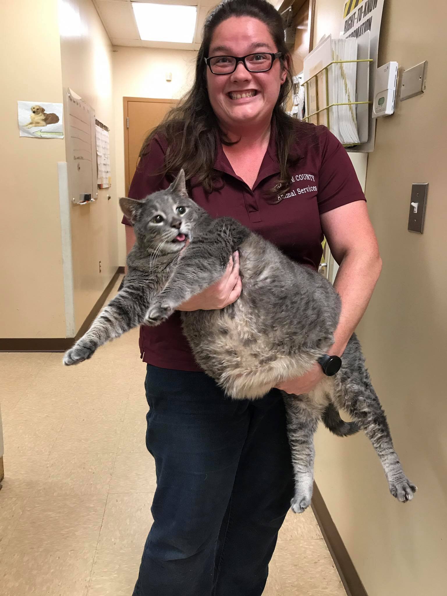 31 Pound Shelter Cat Is Too Big To Fit In A Kennel - The Dodo