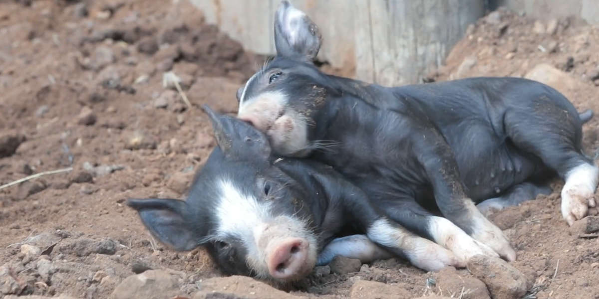 Mother Pig And Her Babies Reunite In Their New Home - Videos - The Dodo