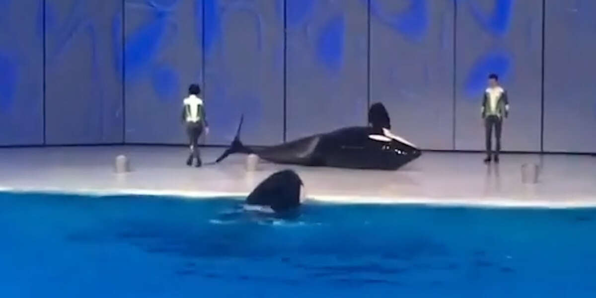 Orca Stolen From Wild Gets Beached Outside Her Tiny Tank - Videos - The ...