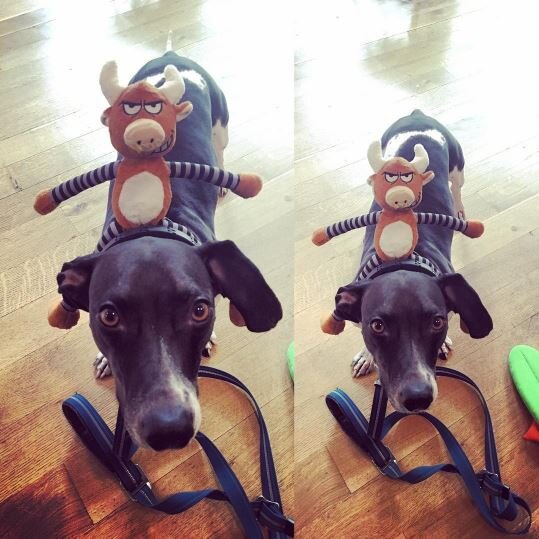 Rescued Dogs Love To Dress Up With Their Comic-Loving Dad - The Dodo