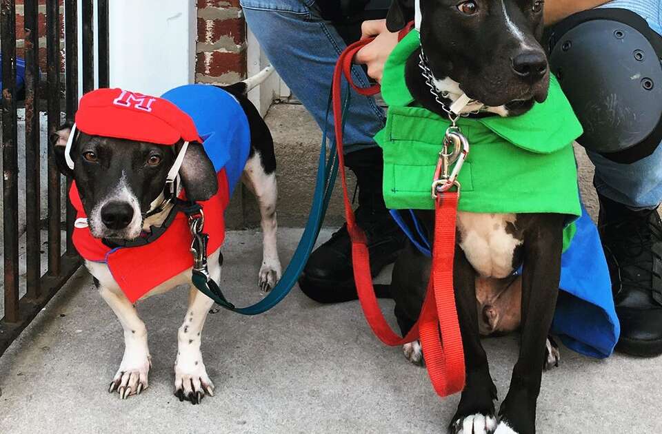 Rescued Dogs Love To Dress Up With Their Comic-Loving Dad - The Dodo