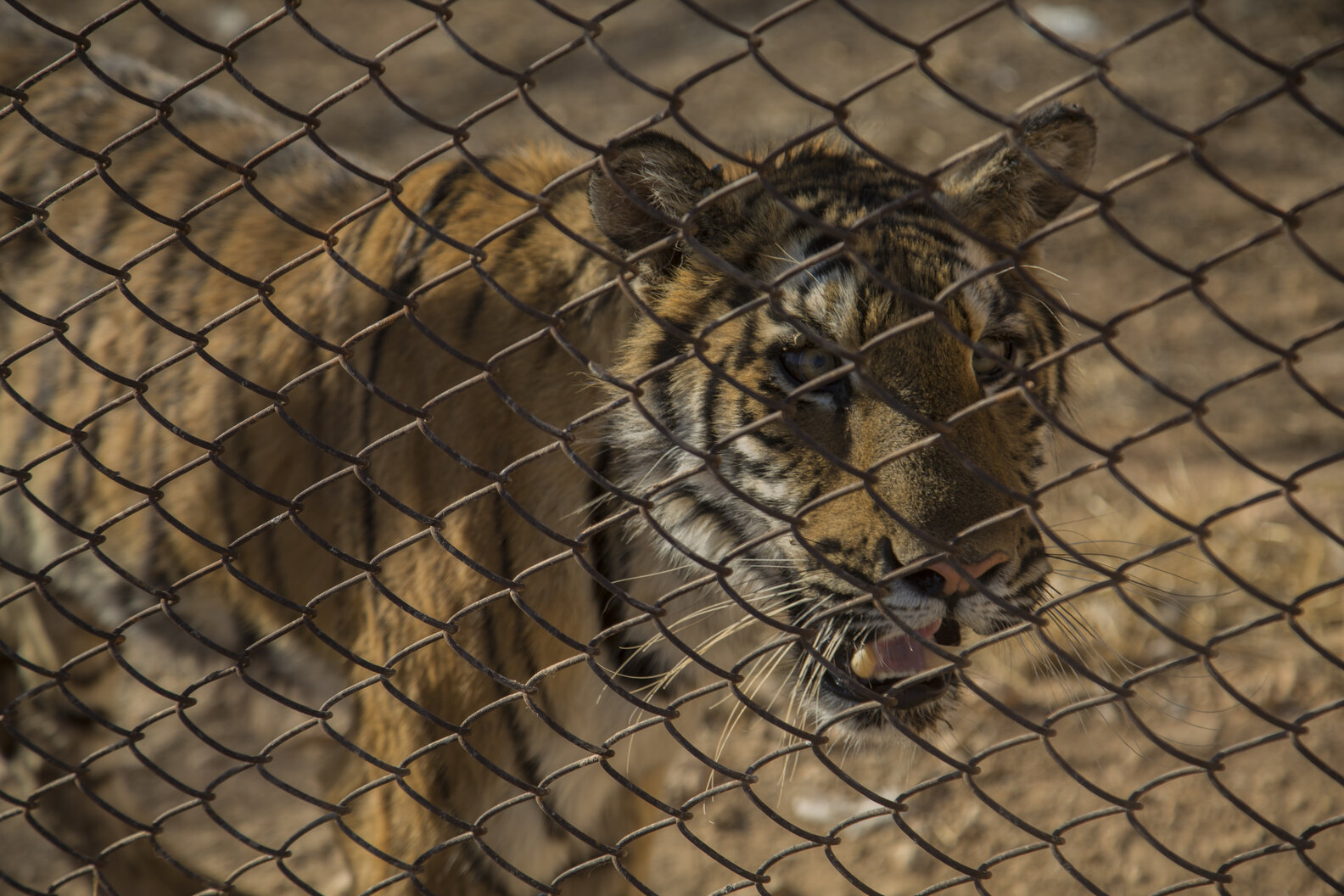 Animals Trapped In Aleppo Zoo Get Rescued - The Dodo