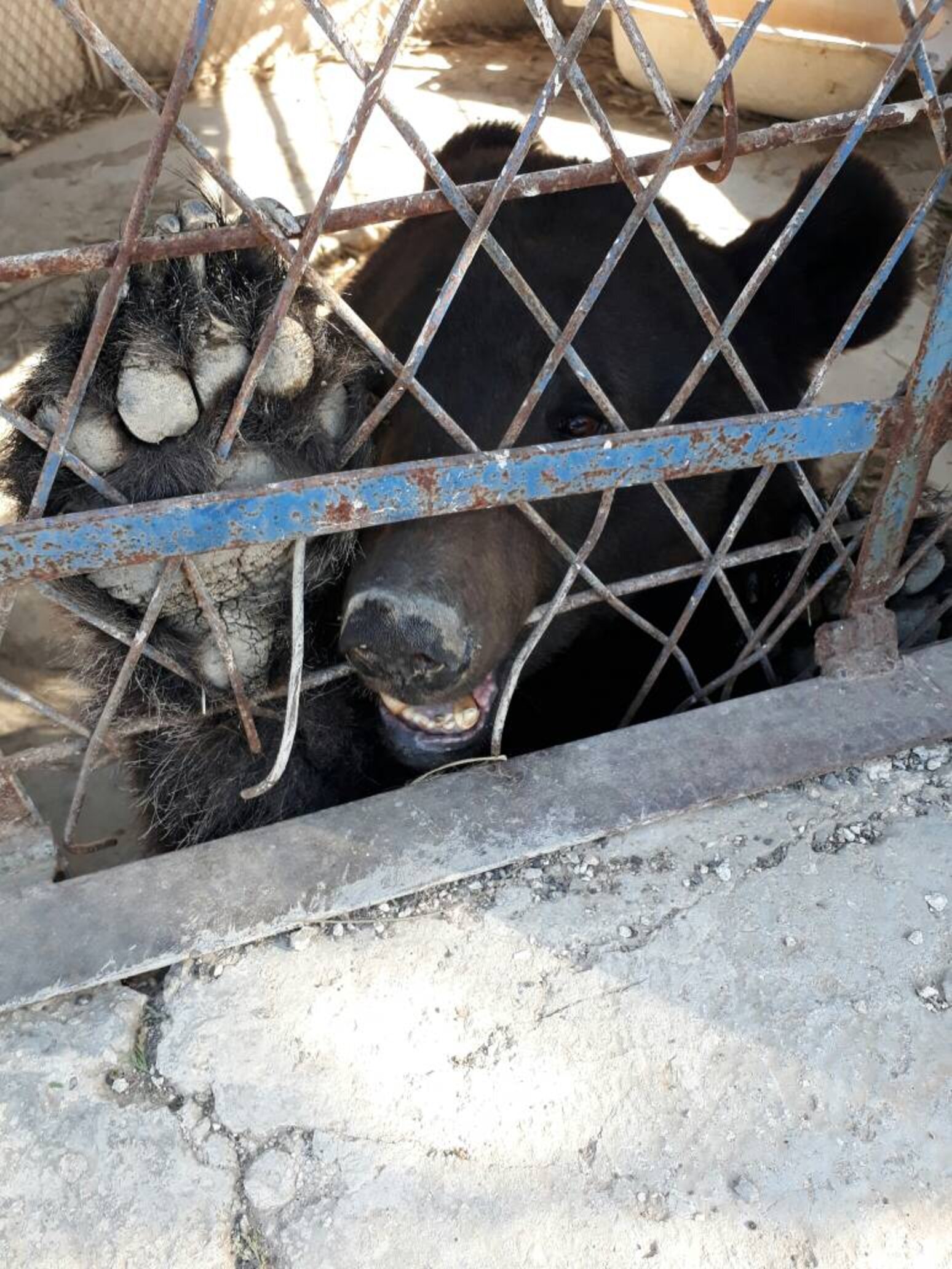 Animals Trapped In Aleppo Zoo Get Rescued - The Dodo