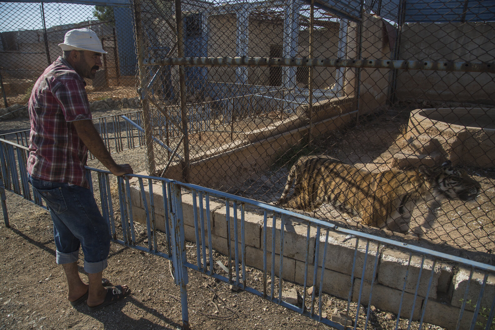 Animals Trapped In Aleppo Zoo Get Rescued - The Dodo