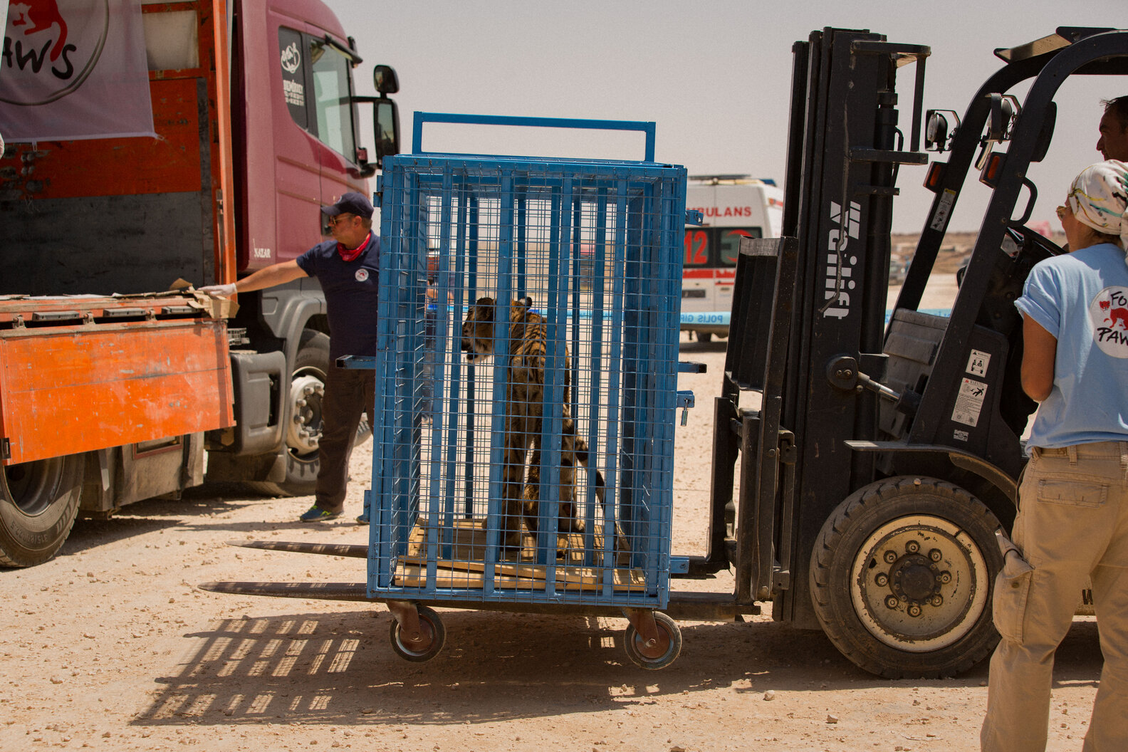 Animals Trapped In Aleppo Zoo Get Rescued - The Dodo