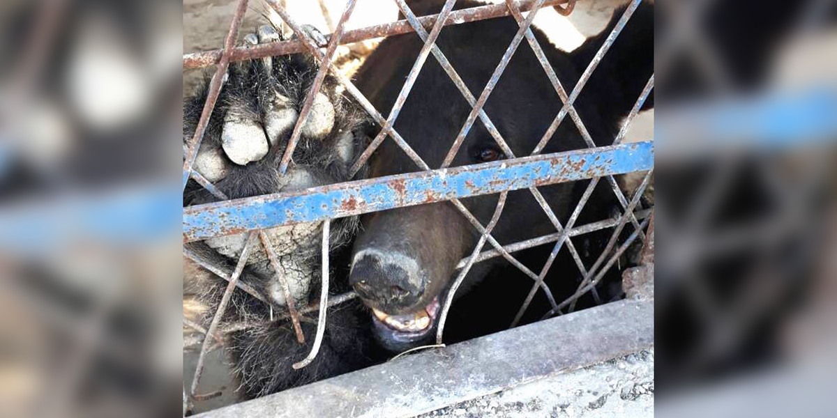 Animals Trapped In Aleppo Zoo Get Rescued - The Dodo