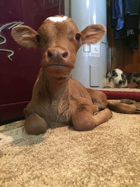 People Throw Cow A Surprise Party On Her First Birthday - The Dodo