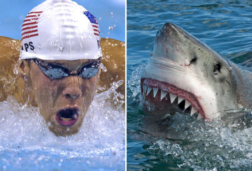 Michael Phelps vs Shark: Internet Reacts to Shark Week Race - Thrillist