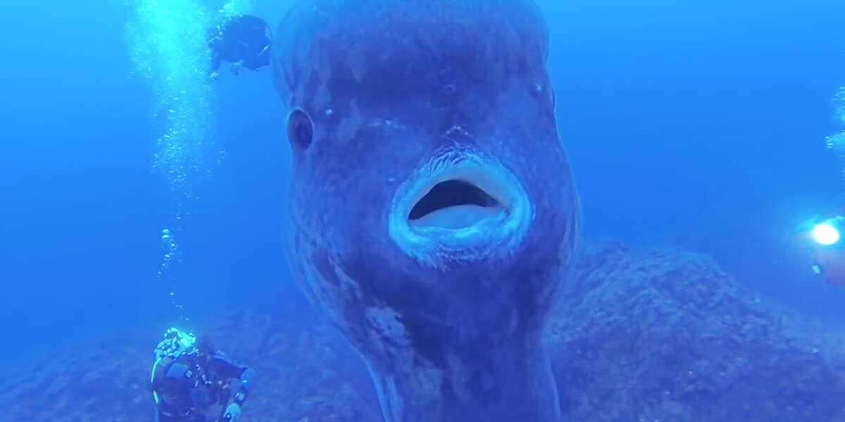 Meet-One-Of-The-Biggest-Fish-In-The-World - Videos - The Dodo