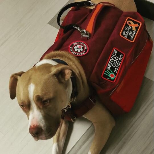 Service Pit Bull Helps His New Mom Heal From Life-Changing Disease ...