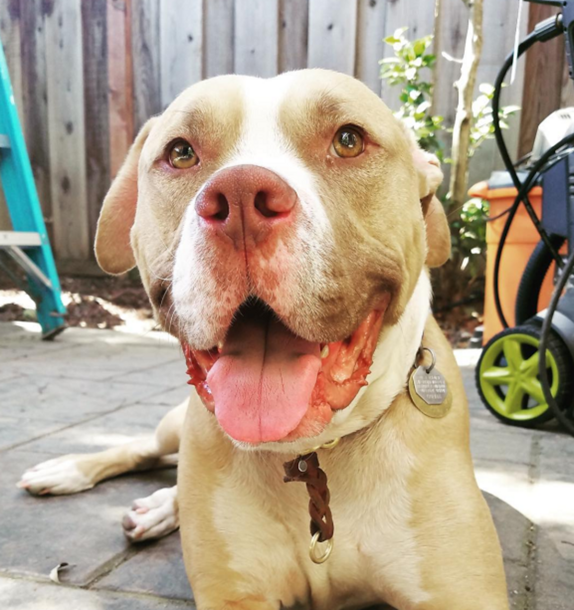 Service Pit Bull Helps His New Mom Heal From Life-Changing Disease ...