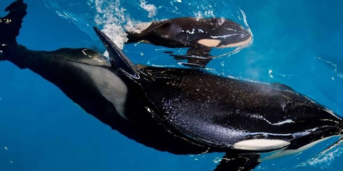 Baby Orca Dies Suddenly At SeaWorld - Videos - The Dodo