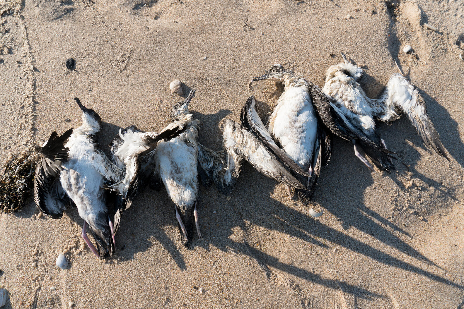 Dead Seabirds Are Washing Onto Beaches Around The World - The Dodo