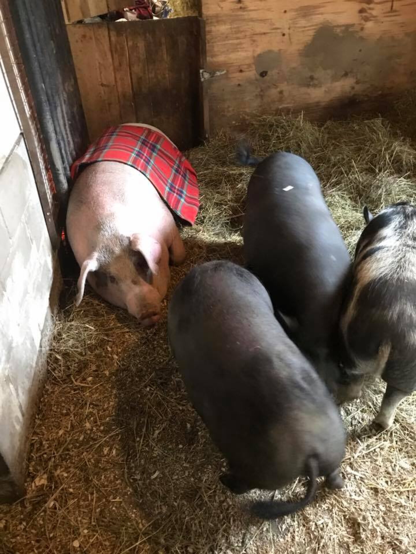 Injured Pig At Sanctuary Is Comforted By His Friends - The Dodo
