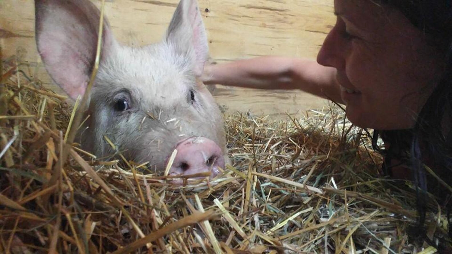 Injured Pig At Sanctuary Is Comforted By His Friends - The Dodo