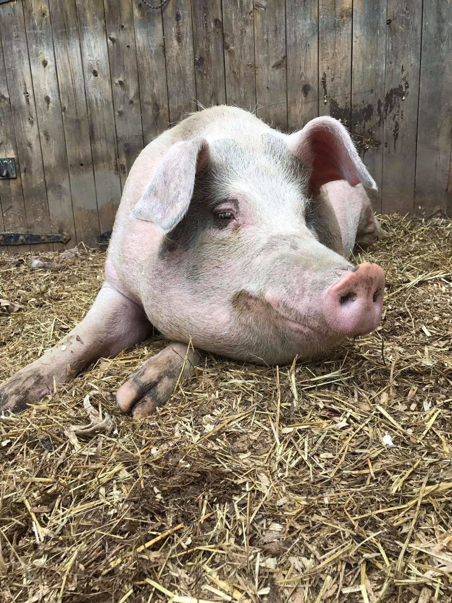 Injured Pig At Sanctuary Is Comforted By His Friends - The Dodo