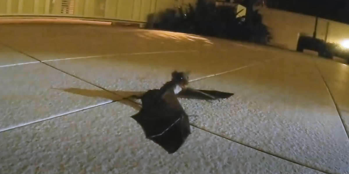 Baby Bat Gets Reunited With His Mom - Videos - The Dodo