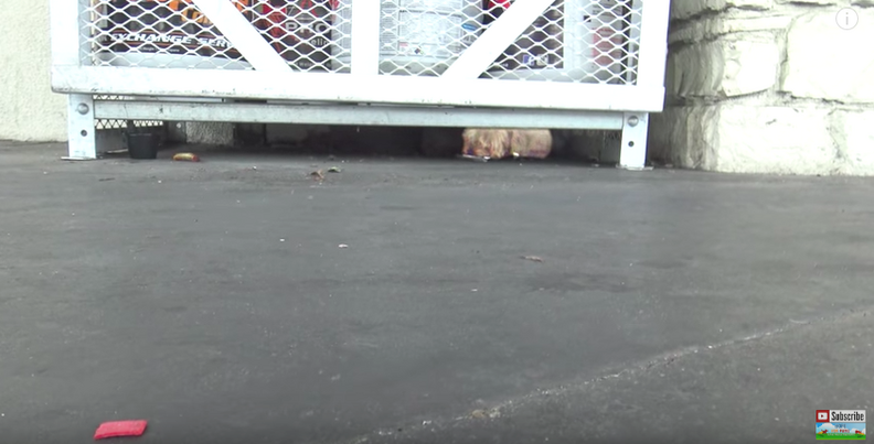 Lost Yorkie Rescued From Gas Station Tanks - The Dodo