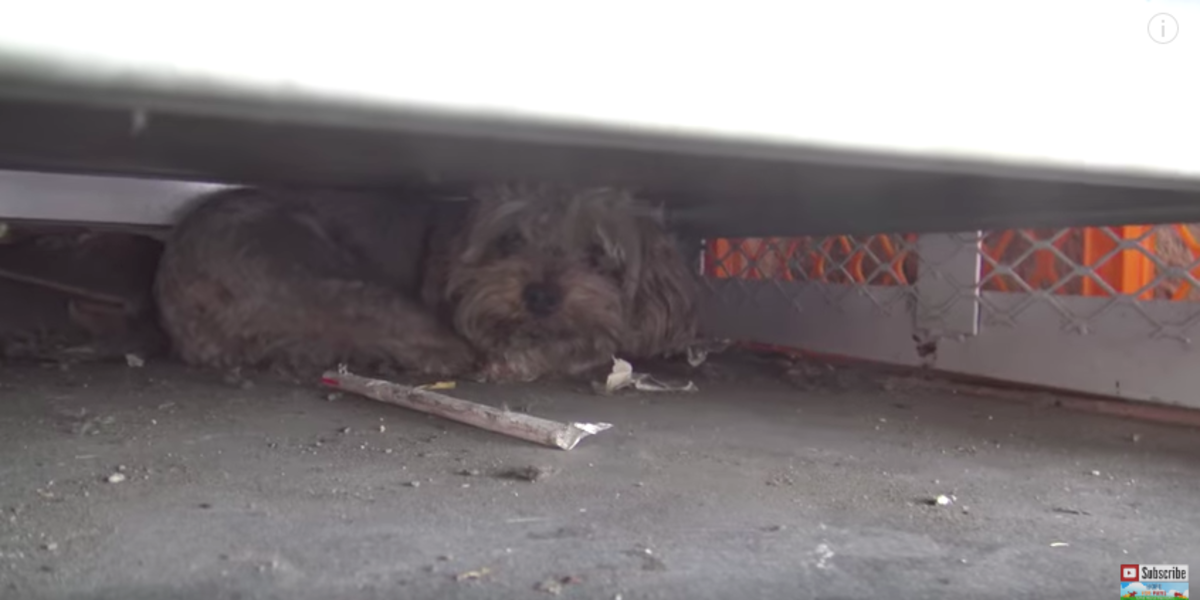 Lost Yorkie Rescued From Gas Station Tanks - The Dodo