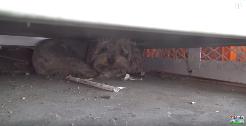 Lost Yorkie Rescued From Gas Station Tanks - The Dodo