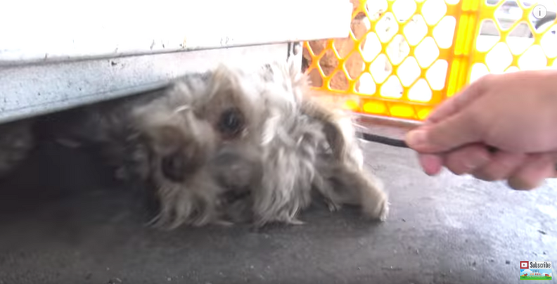 Lost Yorkie Rescued From Gas Station Tanks - The Dodo