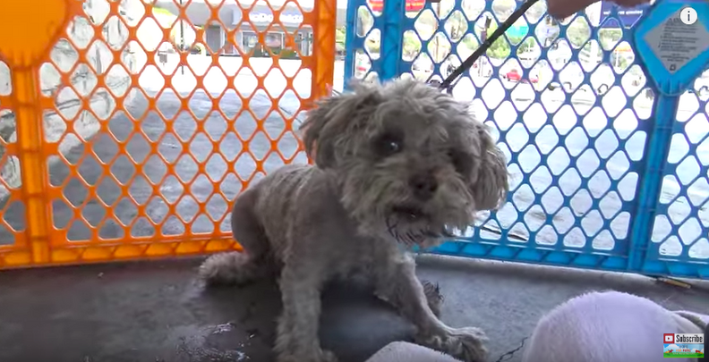 Lost Yorkie Rescued From Gas Station Tanks - The Dodo