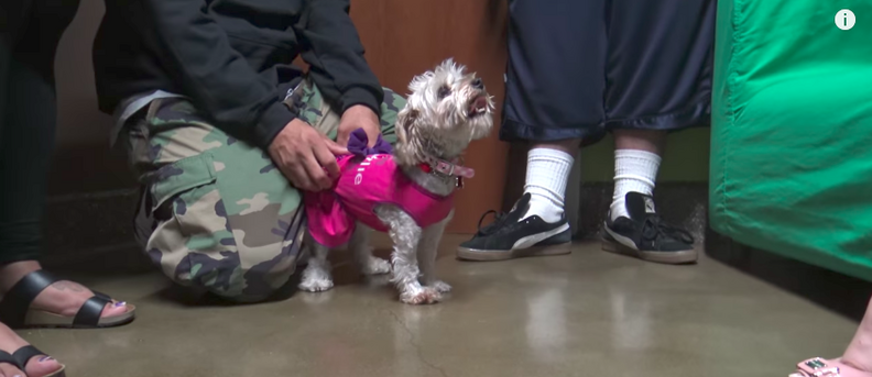 Lost Yorkie Rescued From Gas Station Tanks - The Dodo