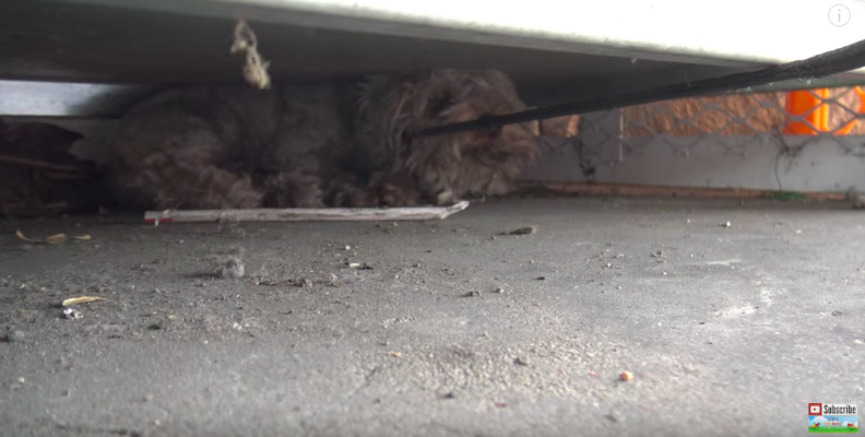 Lost Yorkie Rescued From Gas Station Tanks - The Dodo