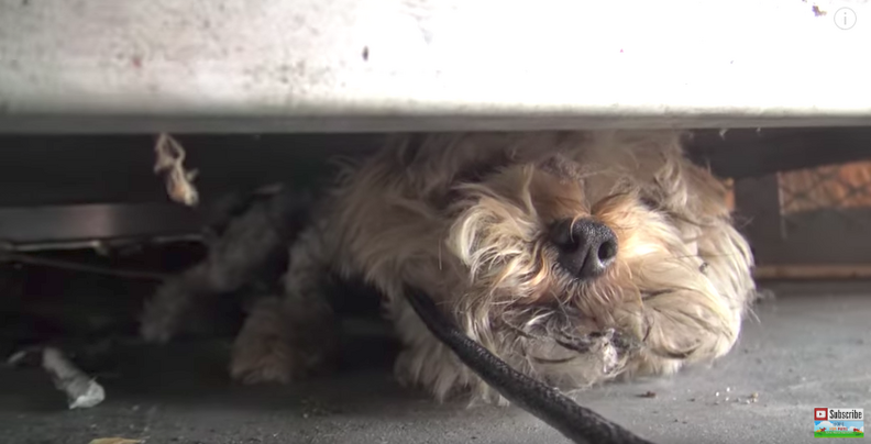 Lost Yorkie Rescued From Gas Station Tanks - The Dodo