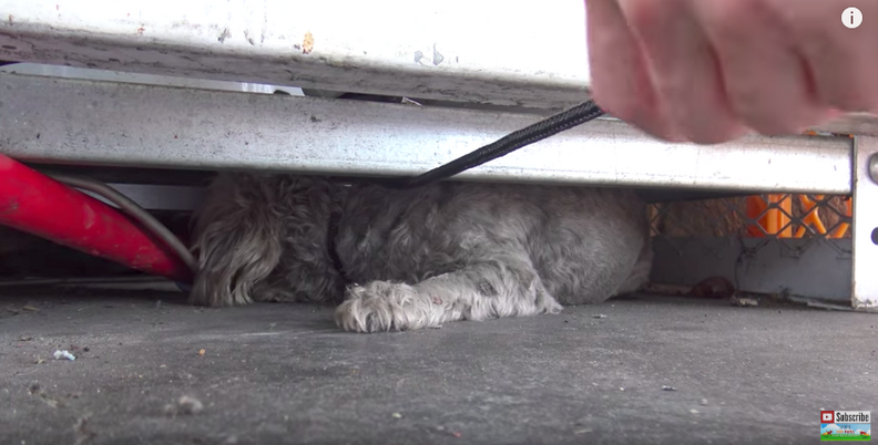 Lost Yorkie Rescued From Gas Station Tanks - The Dodo
