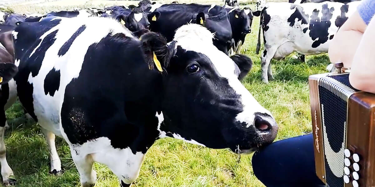 Cows Gather Around To Listen To Music - Videos - The Dodo