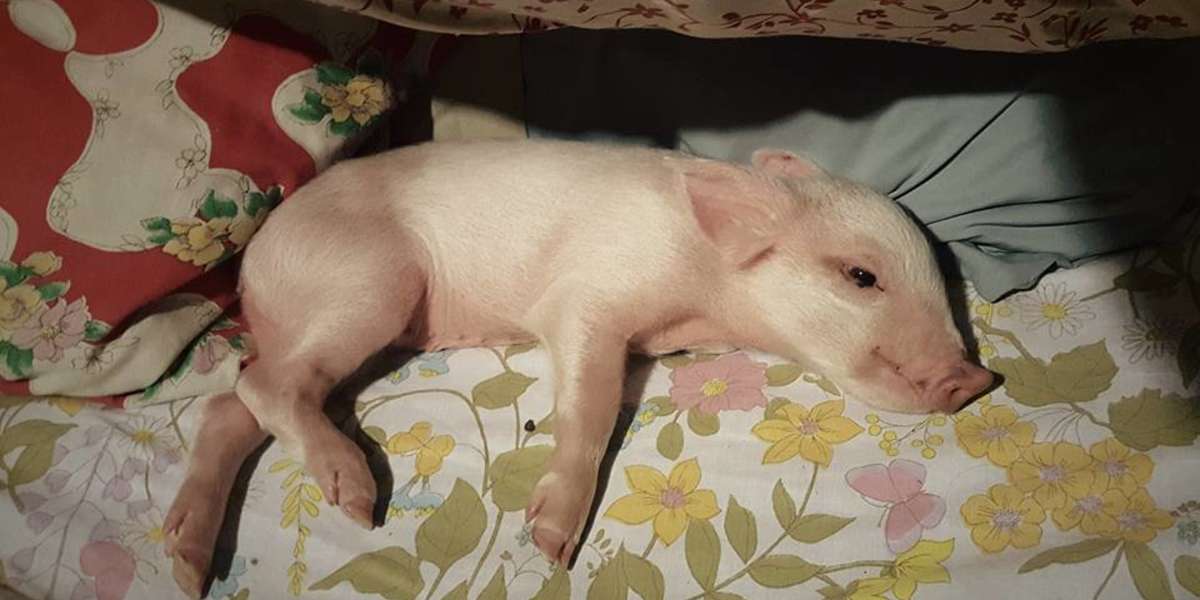 Piglet Who Saved Herself From Moving Truck Has The Best Life Now - The Dodo