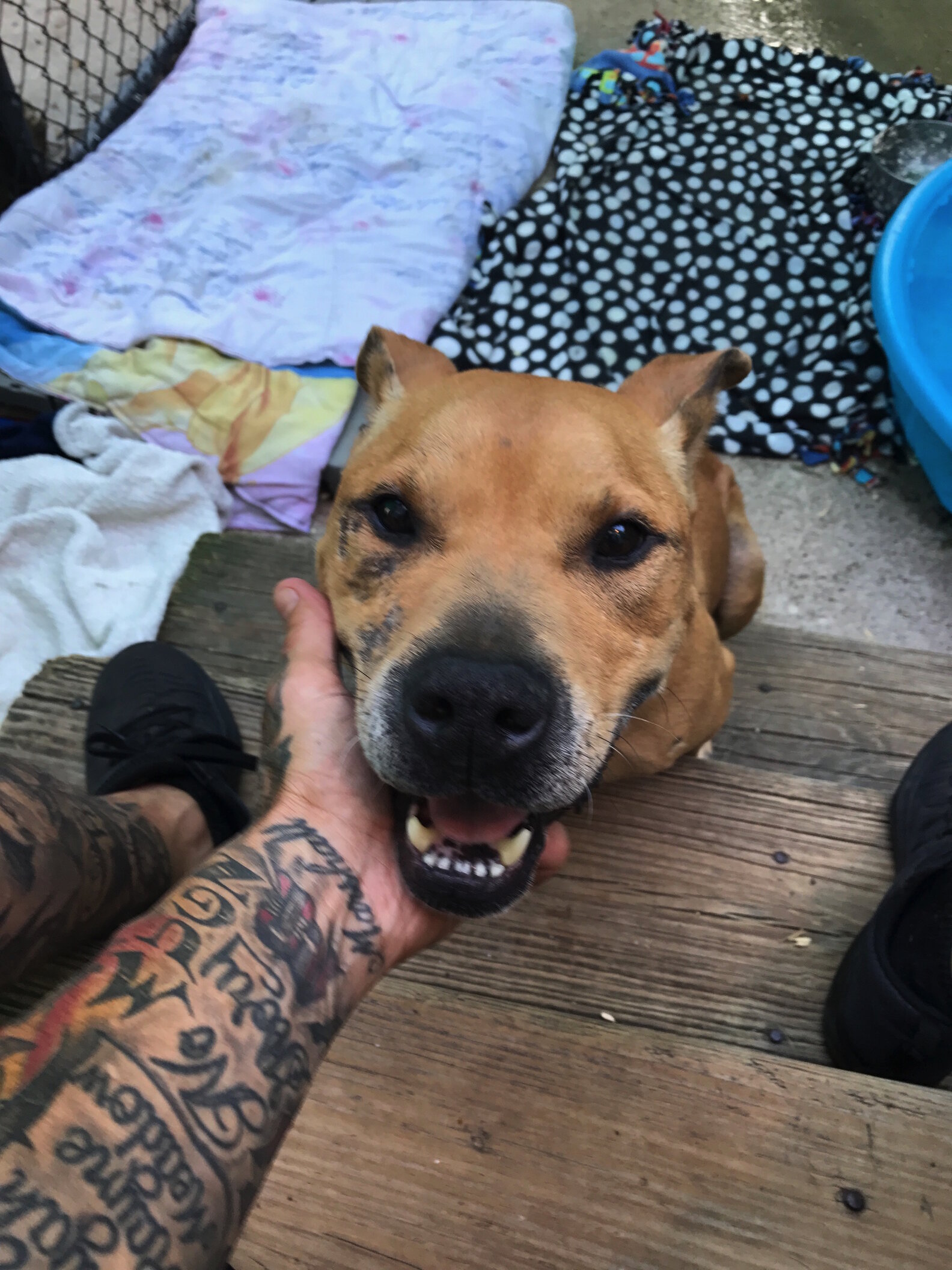Pit Bull Chained In Yard His Whole Life Is Learning To Trust People ...