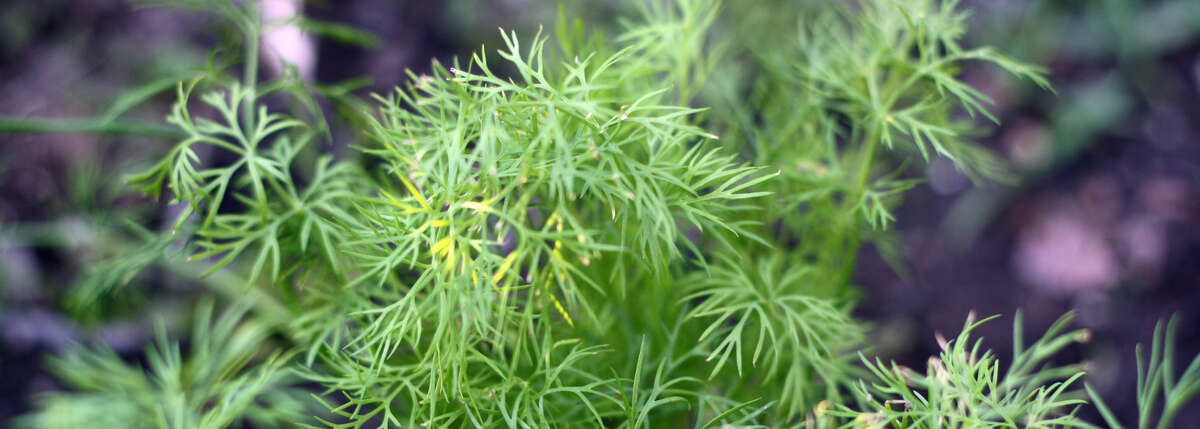 Dill Syrup Recipe: How to Make Fresh Dill Syrup - Thrillist