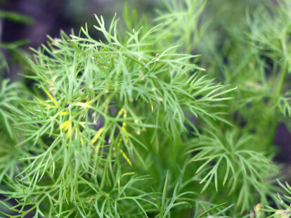 Dill Syrup Recipe: How to Make Fresh Dill Syrup - Thrillist
