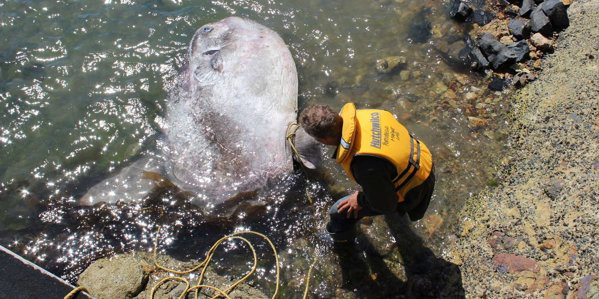 New Species Of Sunfish Discovered - The Dodo