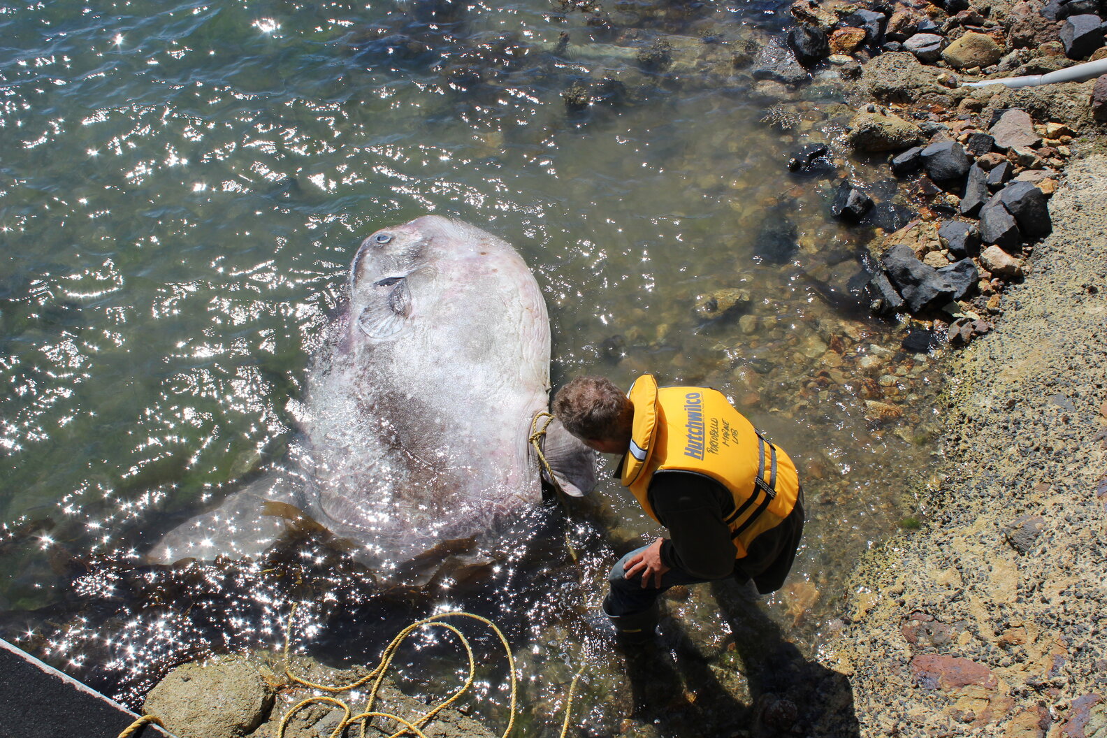 New Species Of Sunfish Discovered - The Dodo