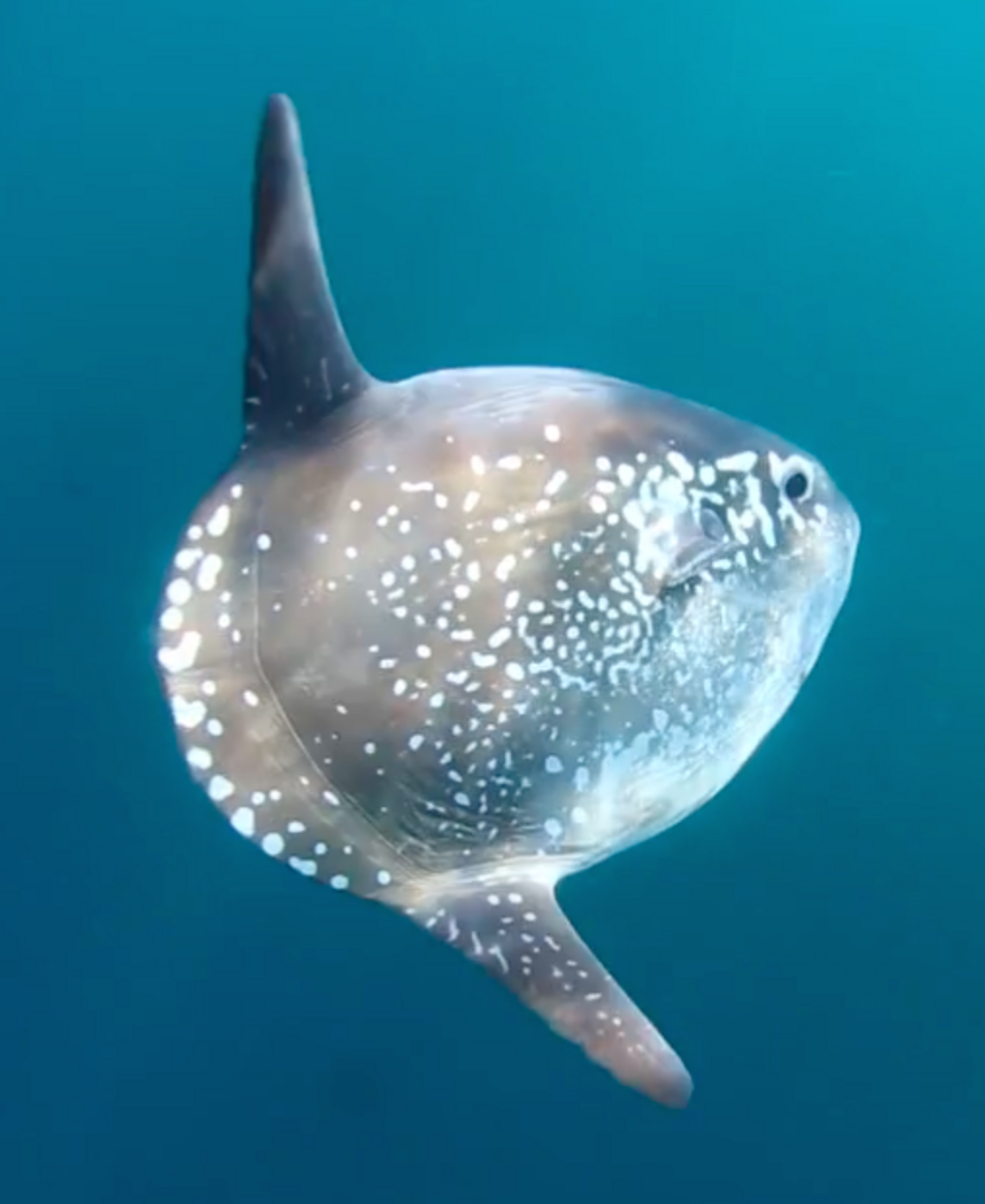 New Species Of Sunfish Discovered - The Dodo