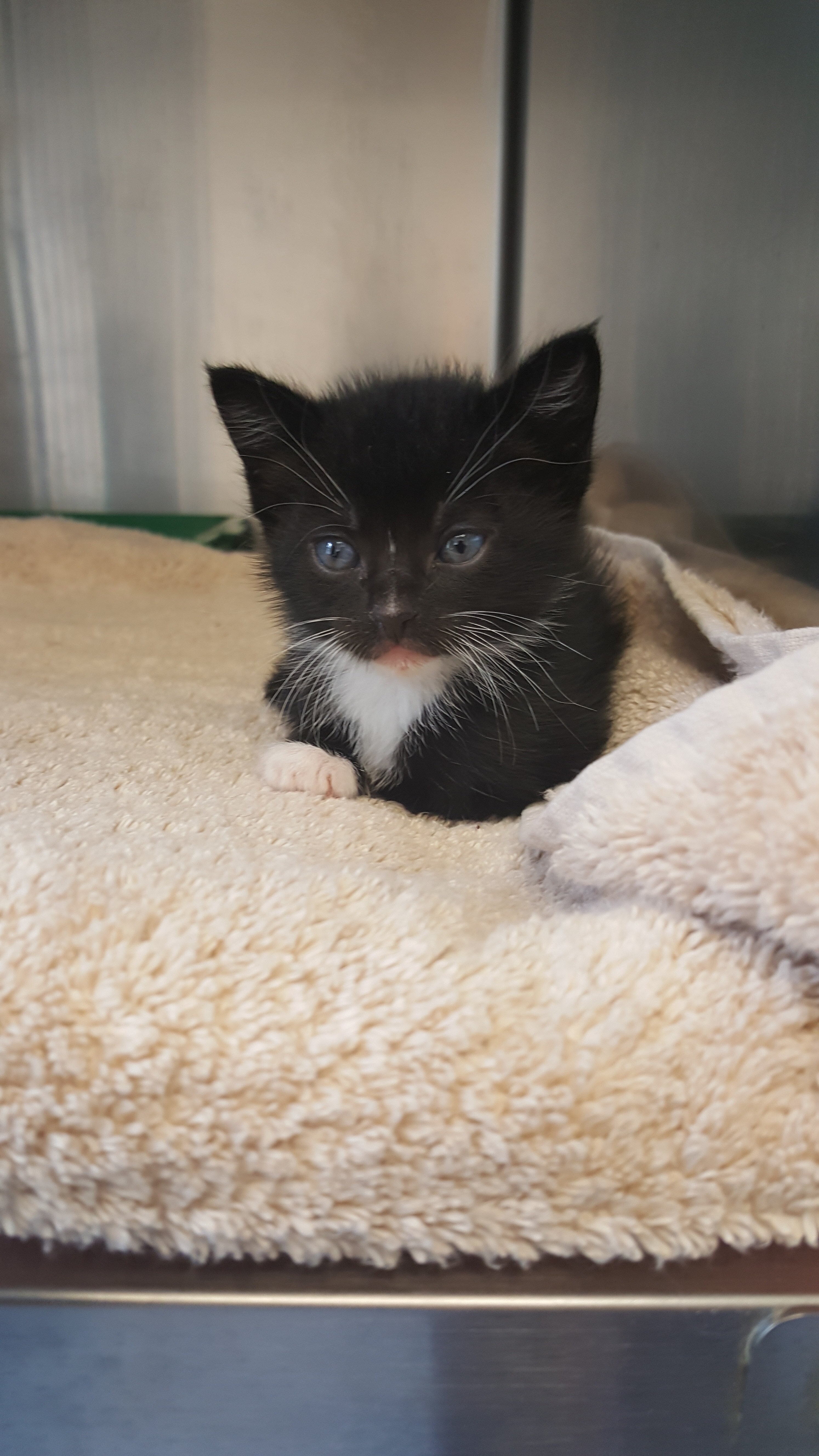 Rescuers Flush Out Kitten Stuck In Drain Pipe - The Dodo