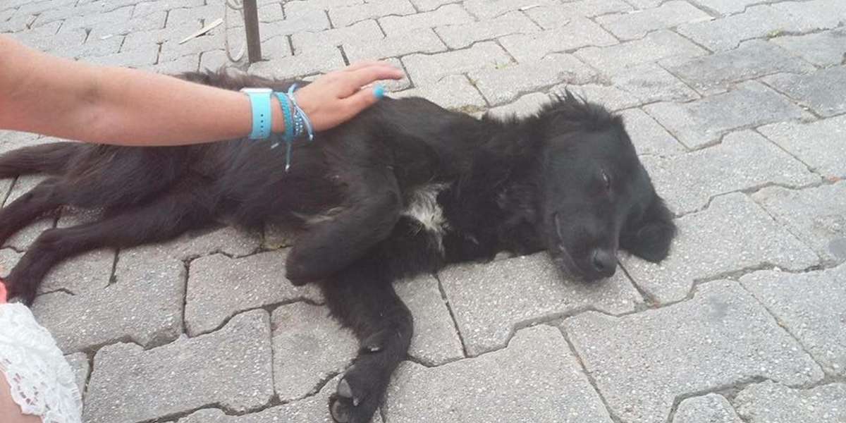 Tourists Set Out On Mission To Rescue Street Dog After Finding Her ...